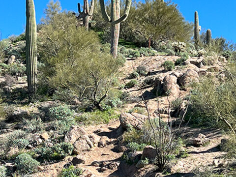 Hawes Trail System | Bike Rentals & Repair Near Mesa, AZ